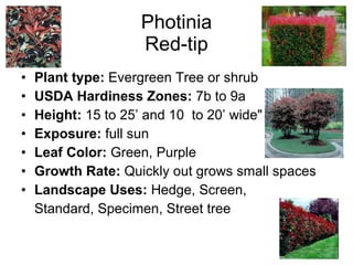 11 12 Landscape Plant Selection | PPT