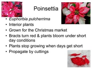 11 12 Poinsettia | PPT