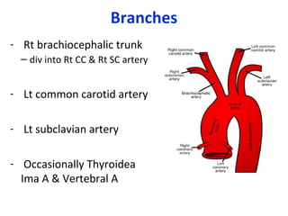 arch of aorta | PPT