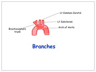 arch of aorta | PPT