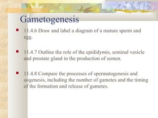 11.4 production of gametes | PPT