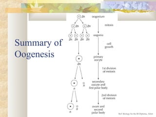 Oogenesis Flowchart