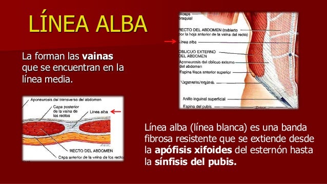 Músculos del Abdomen