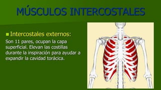 Músculos del Tórax que colaboran con la respiración | PPTX