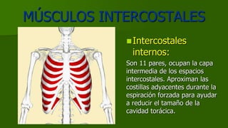 Músculos del Tórax que colaboran con la respiración | PPTX