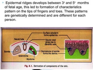 11.a.the skin and its appendages | PPT