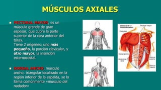 11. Músculos del brazo (cap11) | PPTX