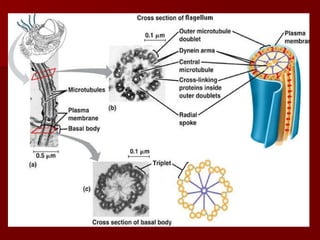 11.13 (dr. hemant kumar) cell surface modifications | PPT