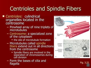 11.13 (dr. hemant kumar) cell surface modifications | PPT