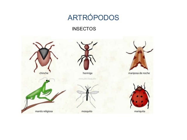 Insectos con sus nombres en español - Imagui