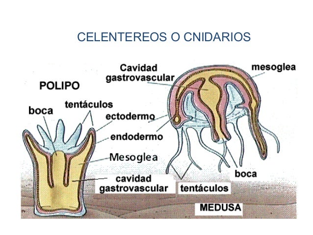 los temas 4 periodo : BIOLOGIA