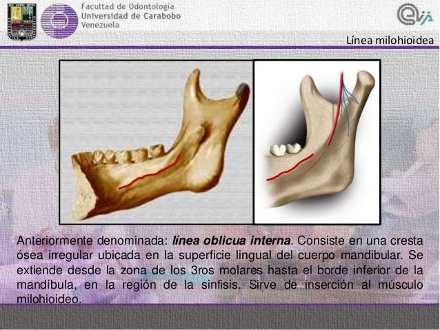 11. 1. imagenes radiograficas mandibula