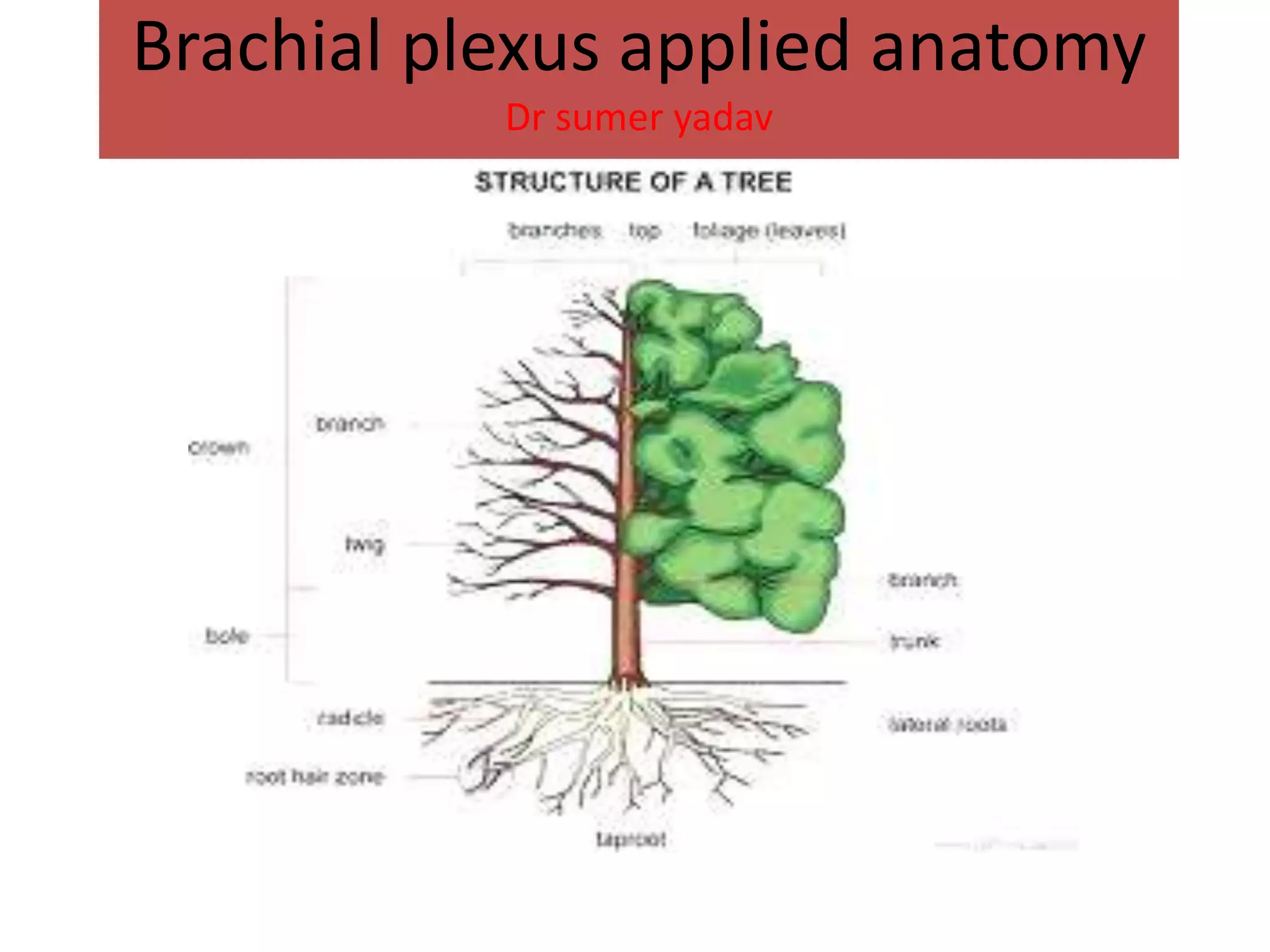 brachial plexus applied anatomy | PPTX