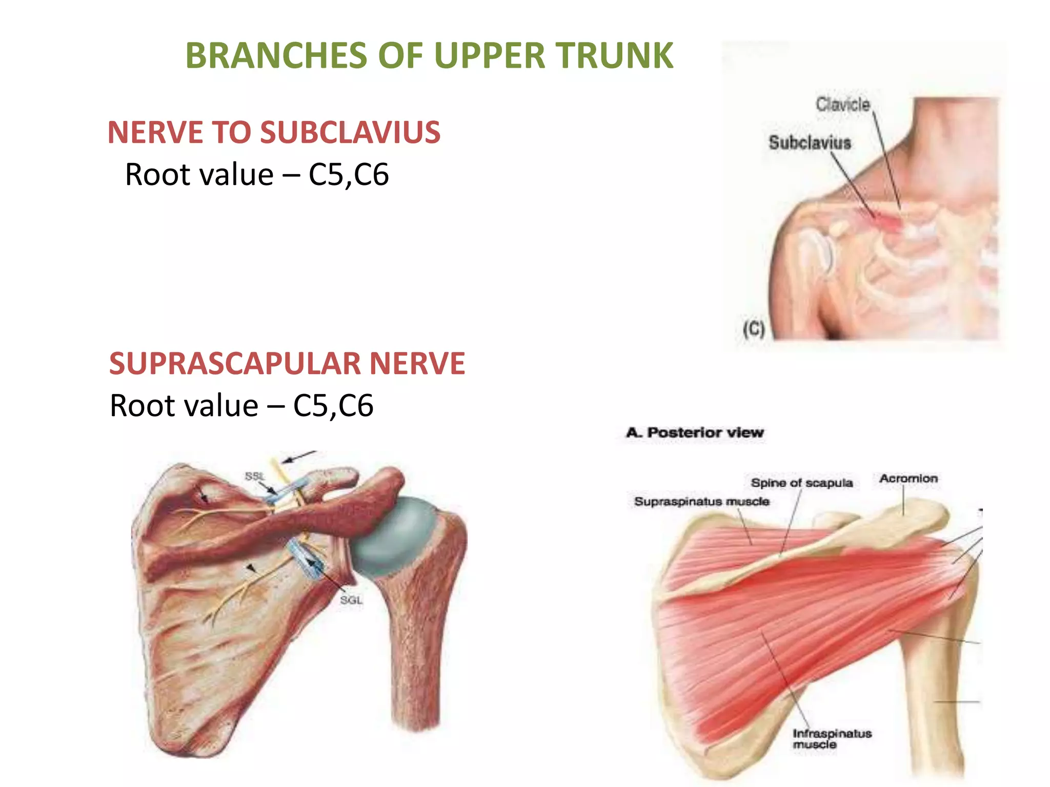 brachial plexus applied anatomy | PPTX