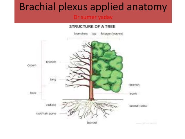 brachial plexus applied anatomy | PPTX