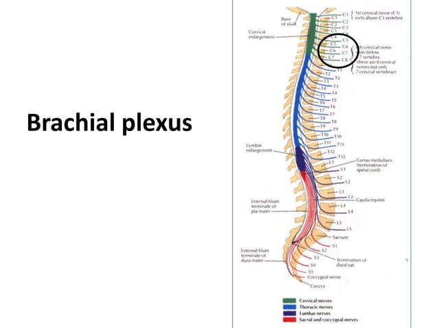 brachial plexus applied anatomy | PPTX