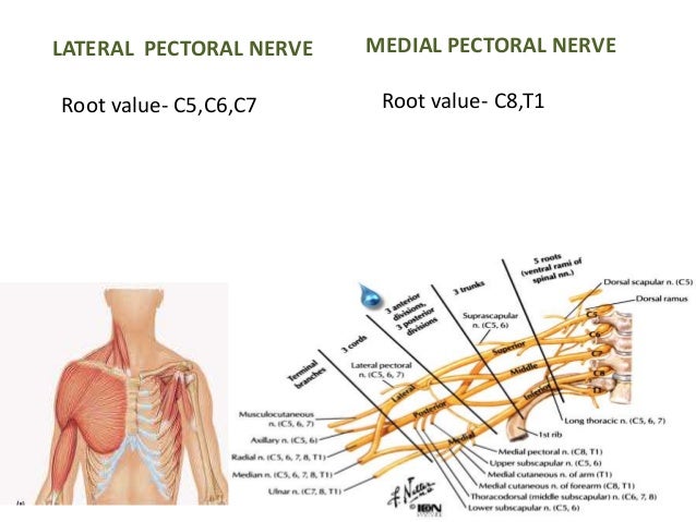 brachial plexus applied anatomy