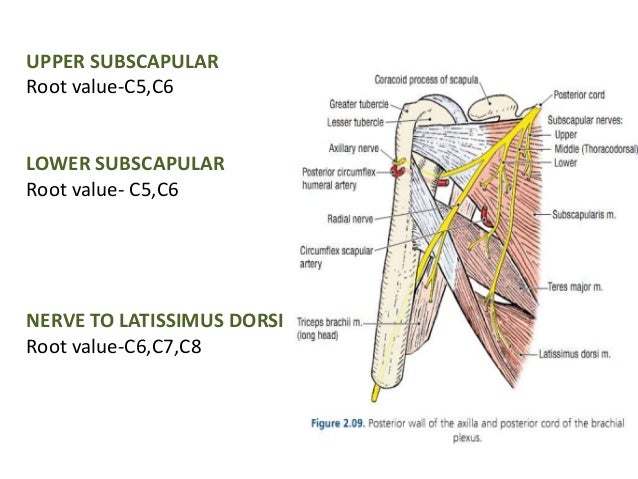 brachial plexus applied anatomy