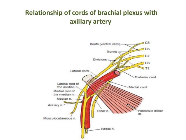 brachial plexus applied anatomy