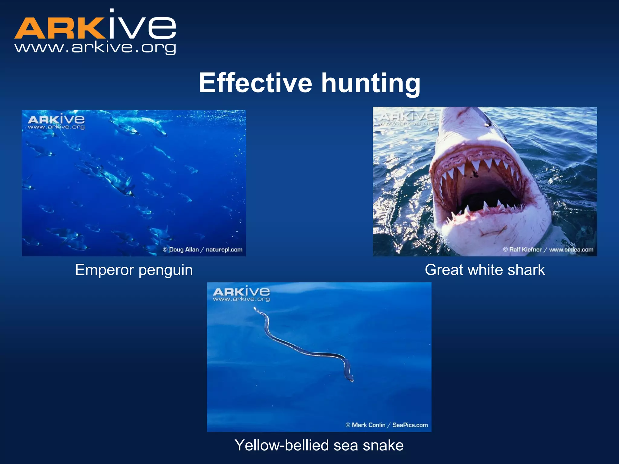 11 14yrs --adaptation_-_design_a_species_activity_-_classroom ...