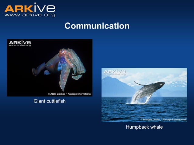 11 14yrs --adaptation_-_design_a_species_activity_-_classroom ...