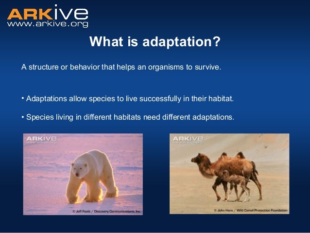 11 14yrs --adaptation_-_design_a_species_activity_-_classroom_present…