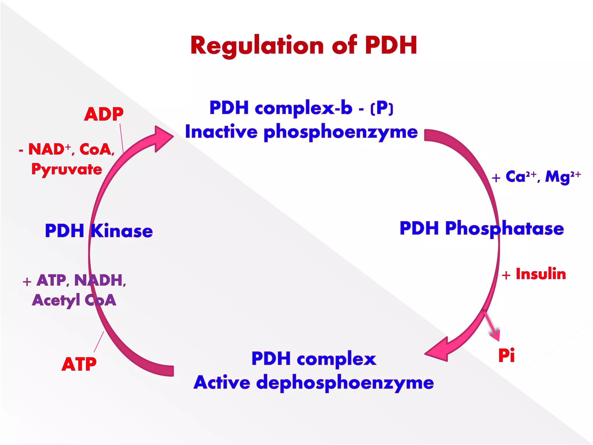 PYRUVATE DEHYDROGENASE COMPLEX (PDH-MULTI-ENZYME COMPLEX) | PPTX