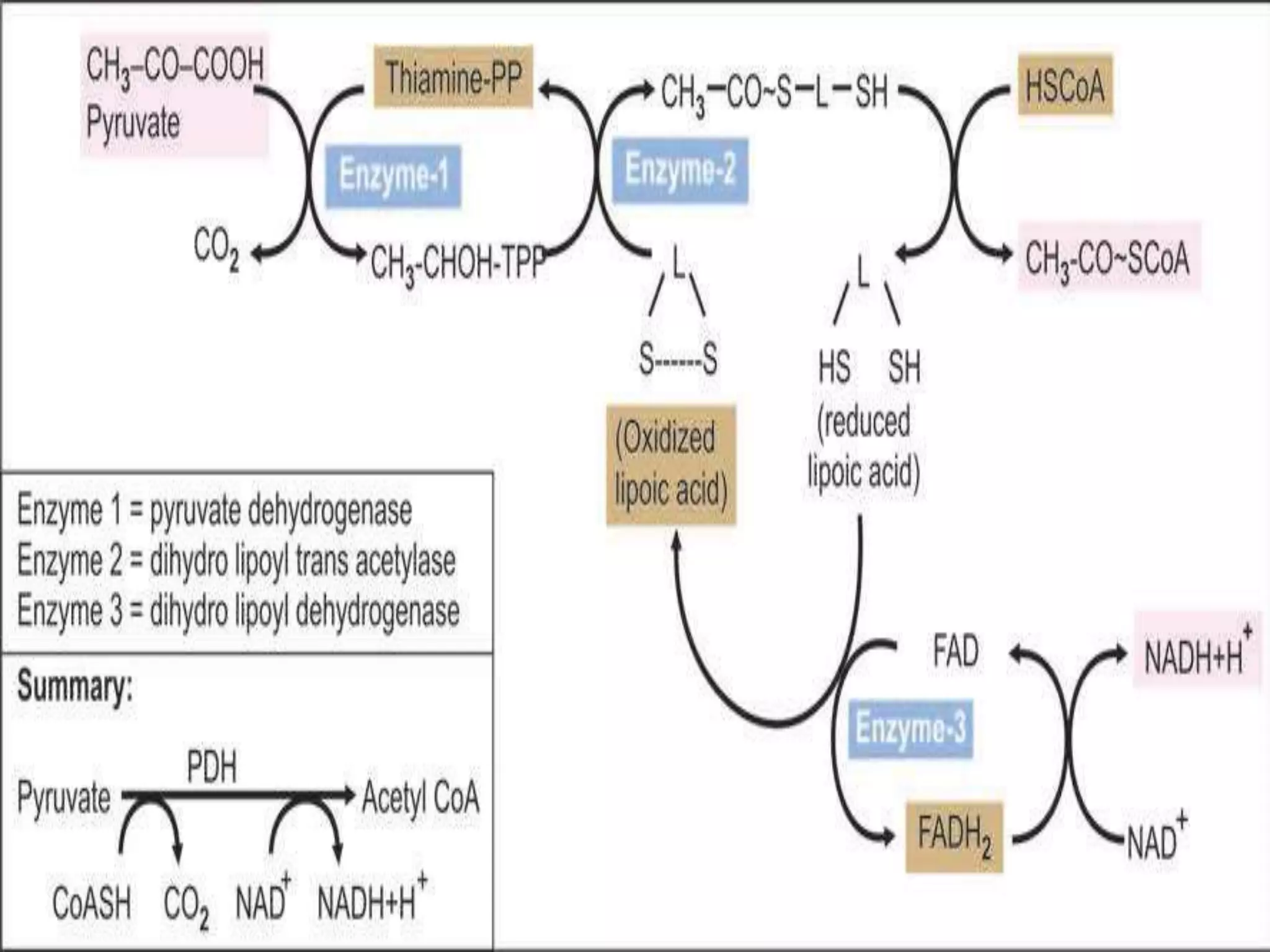 PYRUVATE DEHYDROGENASE COMPLEX (PDH-MULTI-ENZYME COMPLEX) | PPTX