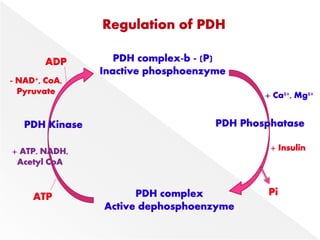 PYRUVATE DEHYDROGENASE COMPLEX (PDH-MULTI-ENZYME COMPLEX) | PPTX