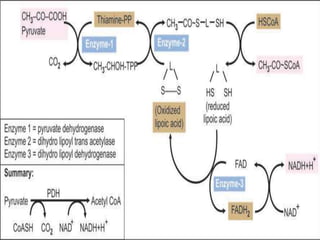 Pyruvate Dehydrogenase Complex Diagram