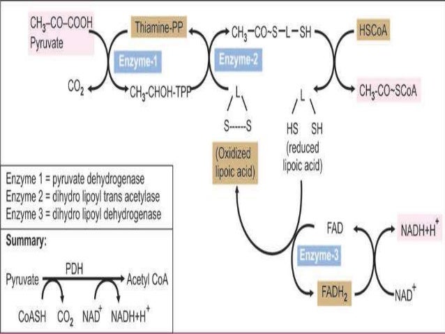 PYRUVATE DEHYDROGENASE COMPLEX (PDH-MULTI-ENZYME COMPLEX)