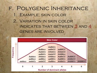 11.2 & 11.3 Complex Patterns of Inheritance | PPT