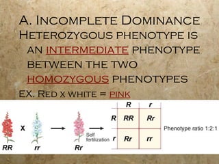 11.2 & 11.3 Complex Patterns of Inheritance | PPT