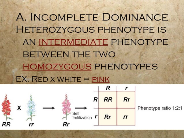 Complex Inheritance and Human Heredity | PPT