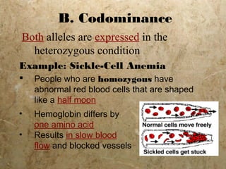 Complex Inheritance and Human Heredity | PPT