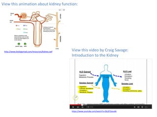11.3 The Kidney & Osmoregulation | PDF