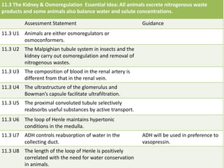 11.3 The Kidney & Osmoregulation | PDF