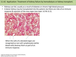 11.3 The Kidney & Osmoregulation | PDF