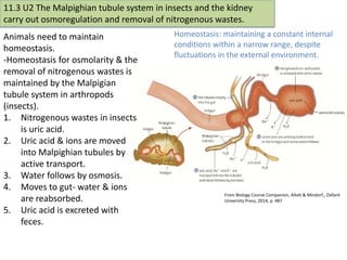11.3 The Kidney & Osmoregulation | PDF