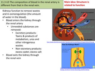 11.3 The Kidney & Osmoregulation | PDF