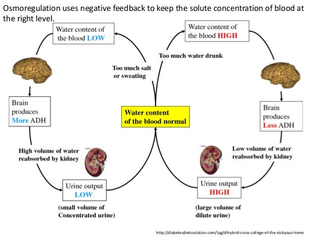 11.3 The Kidney & Osmoregulation