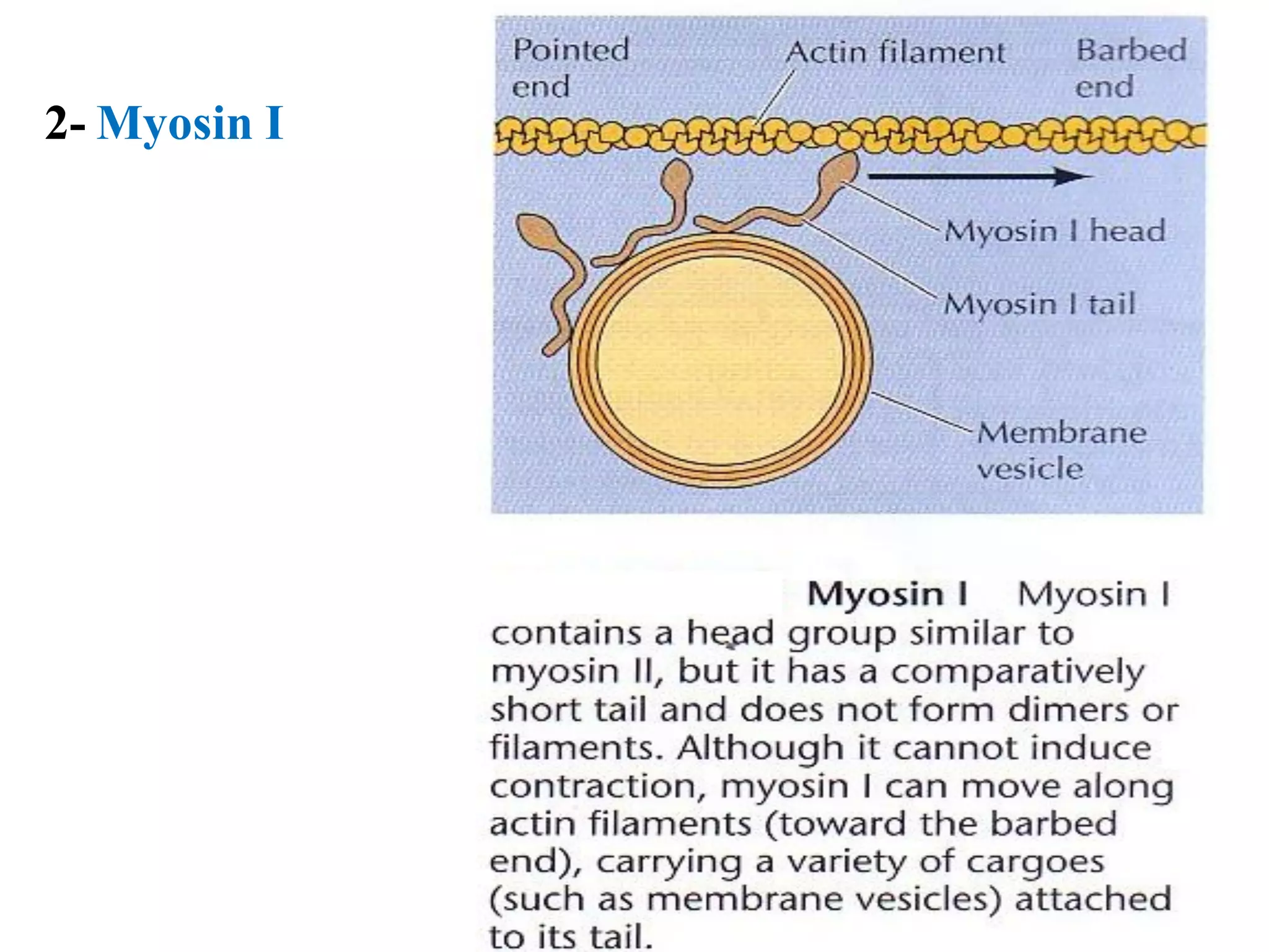 11.Intermediate Filaments - cell biology | PDF