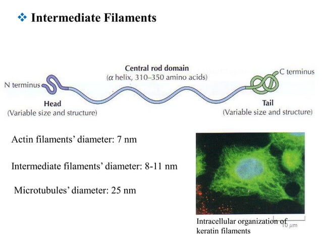 11.Intermediate Filaments - cell biology | PDF