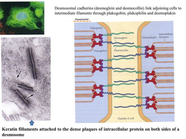 11.Intermediate Filaments - cell biology | PPT