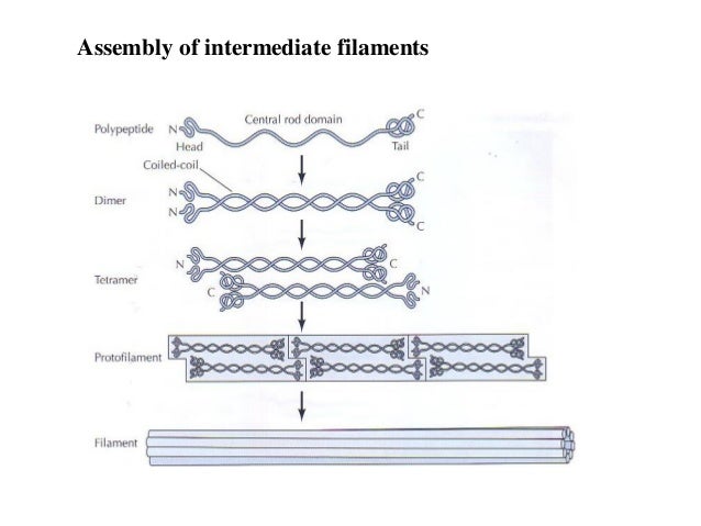 11.Intermediate Filaments - cell biology