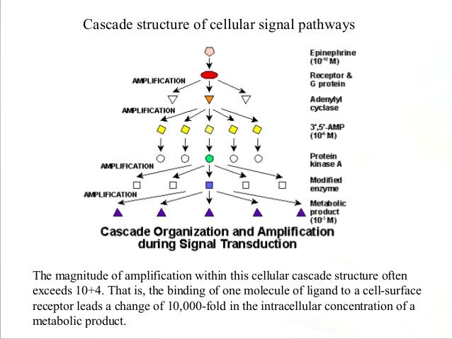 Cell Signal Amplification