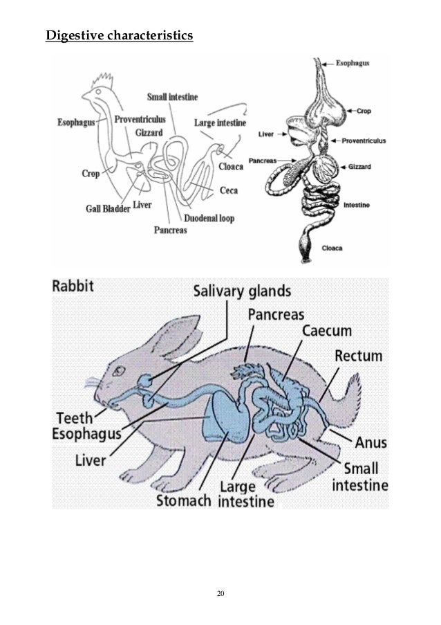 Revision of Poultry and Rabbits Biology Dr Fares El-Khayat