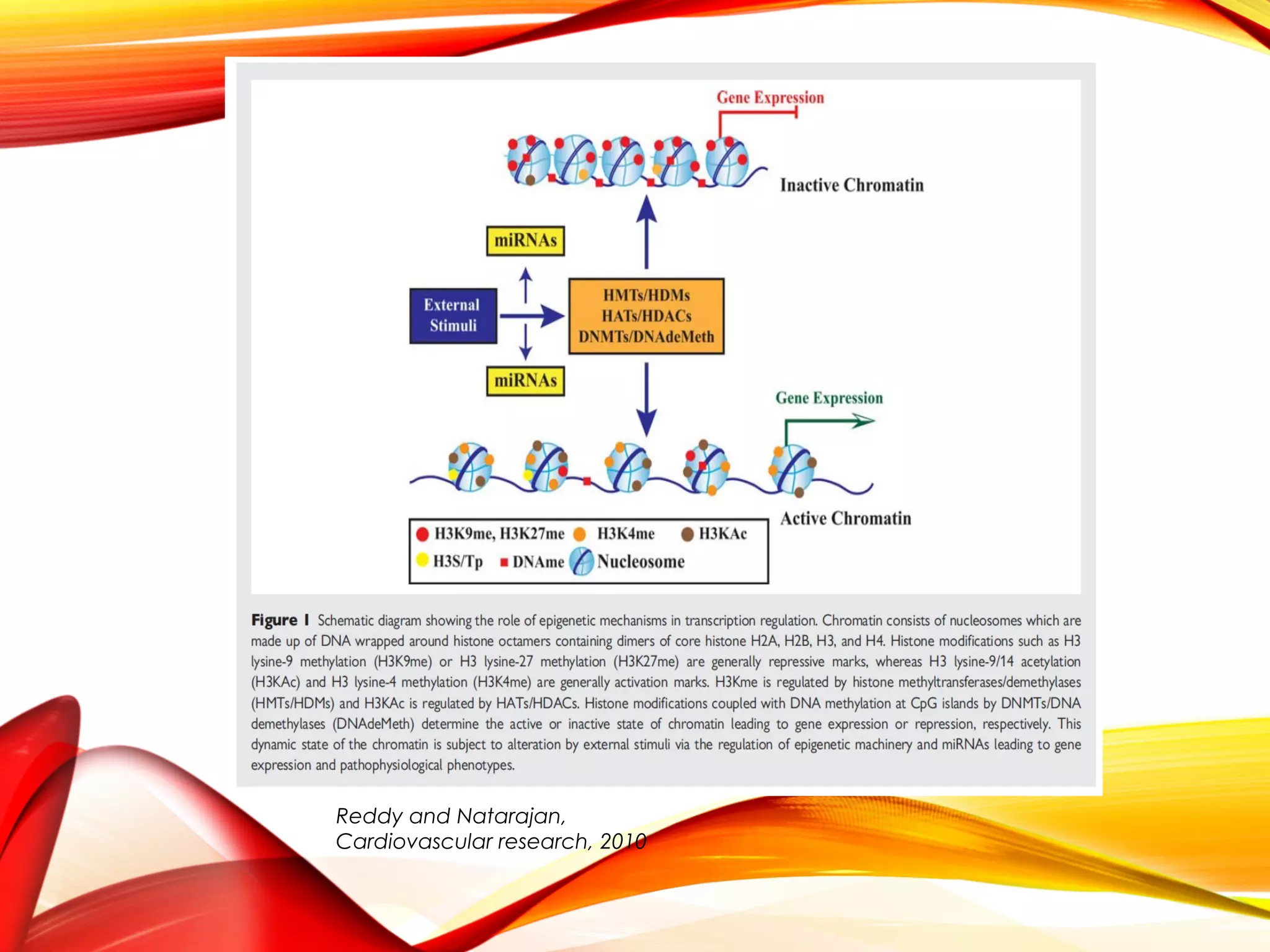 Programming of innate immune cells in diabetic conditions: Emerging epigenetic mechanisms | PPT