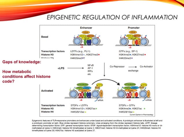 Programming of innate immune cells in diabetic conditions: Emerging epigenetic mechanisms | PPT
