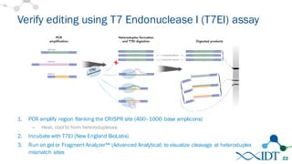 Increase efficiency of genome editing with the Alt-R™ CRISPR-Cas9 ...